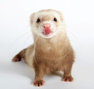 二階堂ふみはヴィーガンが理由でゴチ卒業？いつからでなった理由も調査！